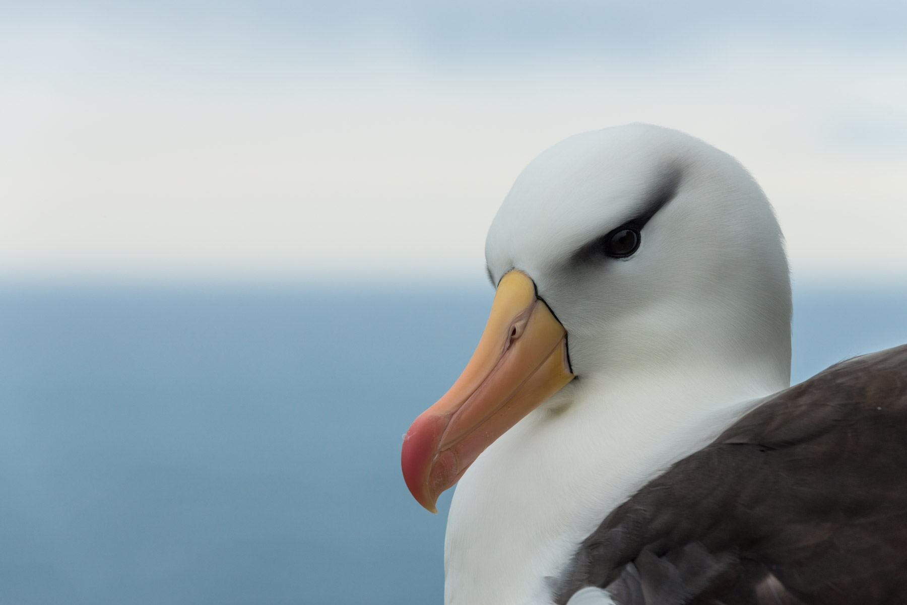 Albatross Stories - Mindfully Wired Consulting